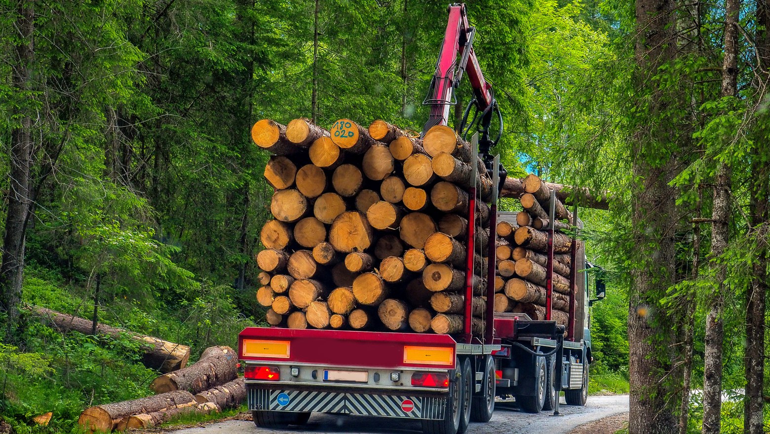 Наглядова рада зобовязала ДП Ліси України провести аудит фінансової звітності з 2022 року