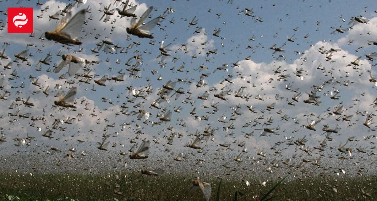 Locust plague 2025 in Kherson, Zaporizhzhia, Dnipropetrovsk, Kharkiv ...